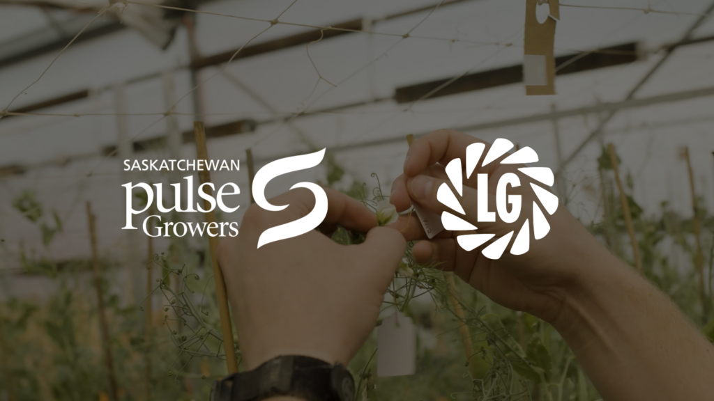 Saskatchewan Pulse Growers and Limagrain Field Seeds Forge a New Path ...