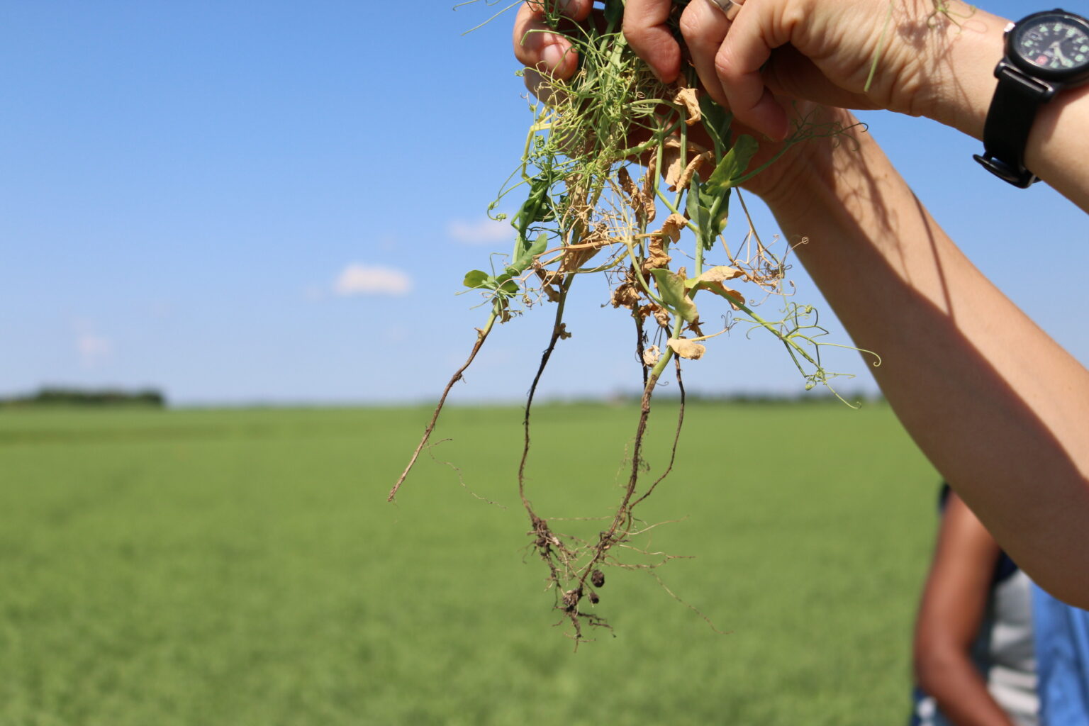 Root Rot in Western Canadian Pulses | Saskatchewan Pulse Growers