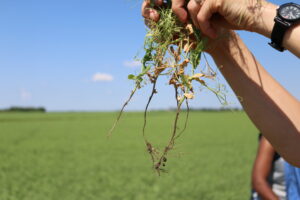 Testing for Aphanomyces and Other Root Rot Pathogens | Saskatchewan ...
