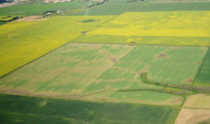 Aphanomyces Root Rot in Pulse Crops | Saskatchewan Pulse Growers