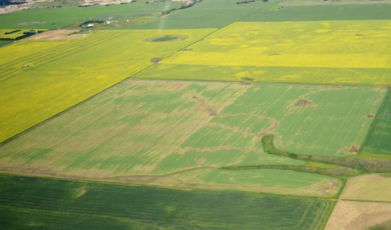 Aphanomyces Root Rot in Pulse Crops | Saskatchewan Pulse Growers