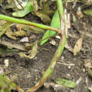 Lentil Disease & Insect Identification Guide | Saskatchewan Pulse Growers