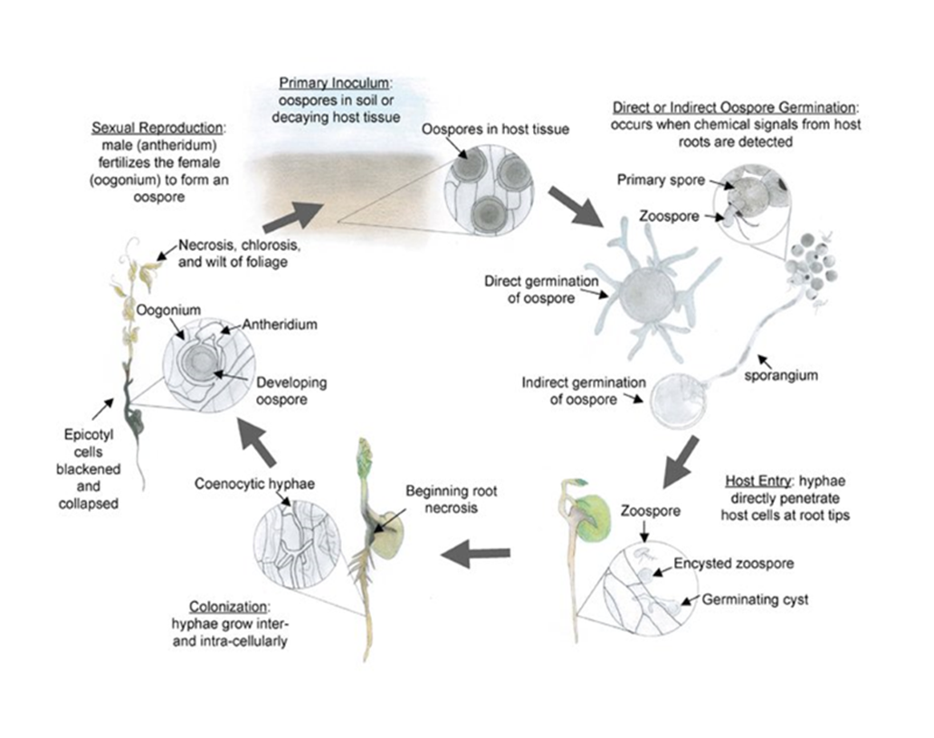 Aphanomyces Root Rot in Pulse Crops | Saskatchewan Pulse Growers