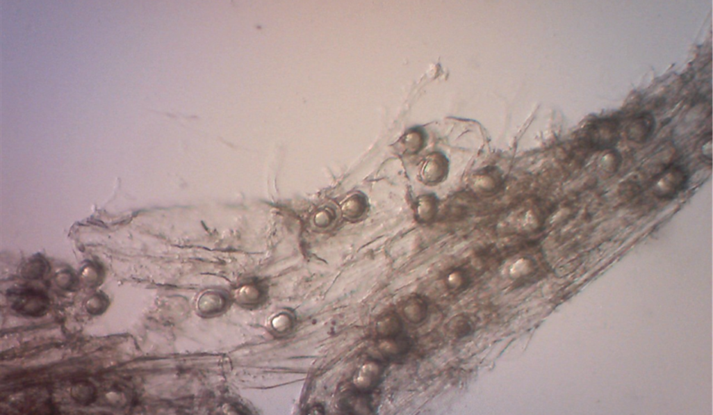 Aphanomyces Root Rot in Pulse Crops | Saskatchewan Pulse Growers
