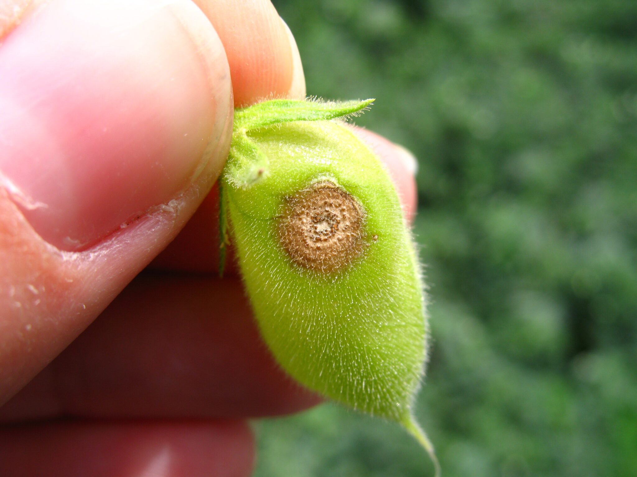 Ascochyta Blight in Chickpeas | Saskatchewan Pulse Growers