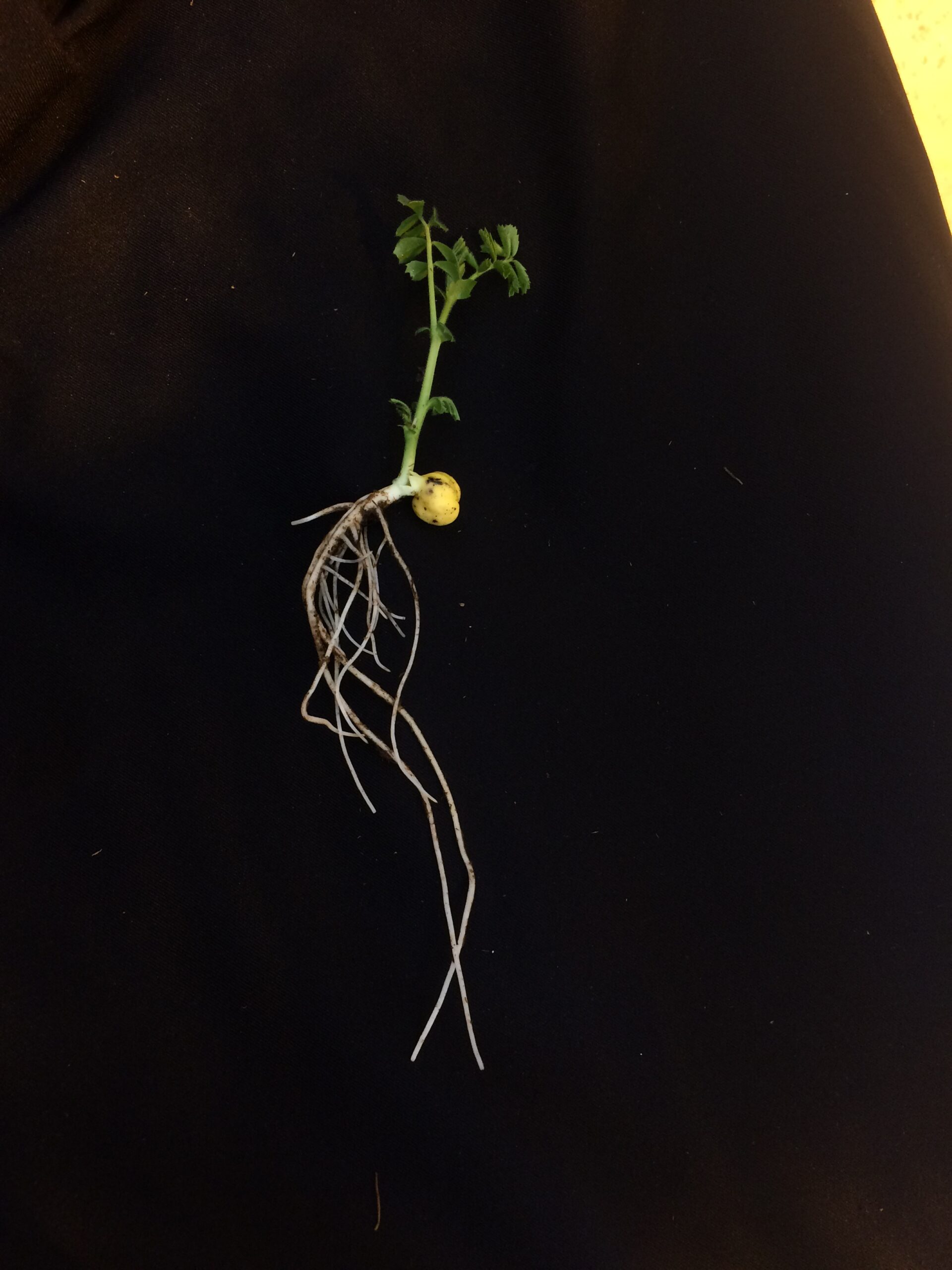 Chickpea Growth Staging Guide | Saskatchewan Pulse Growers