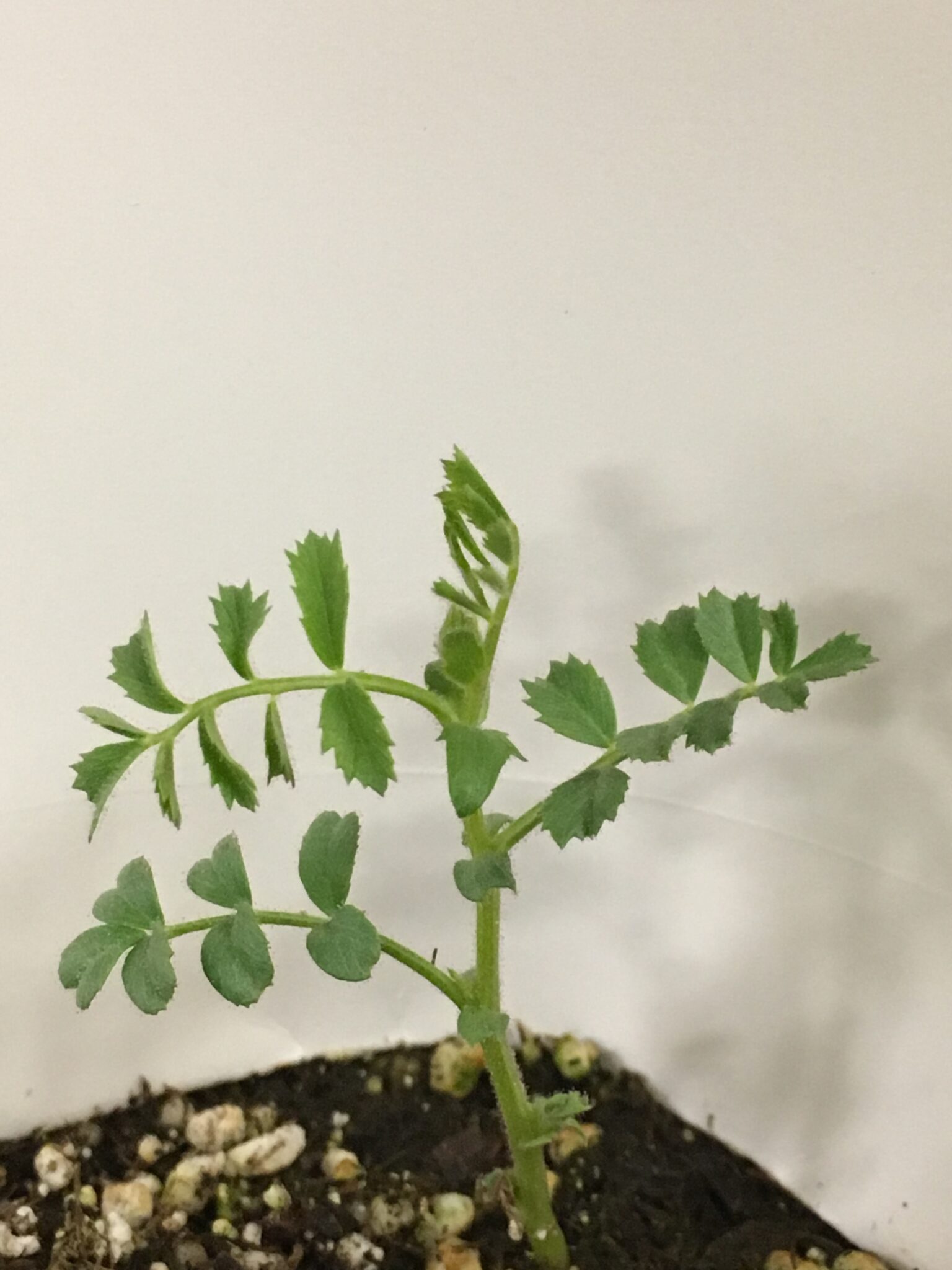 Chickpea Growth Staging Guide | Saskatchewan Pulse Growers