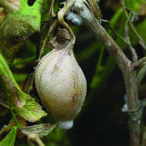 Chickpea Disease & Insect Identification Guide | Saskatchewan Pulse Growers