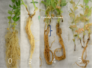 Aphanomyces Root Rot in Pulse Crops | Saskatchewan Pulse Growers