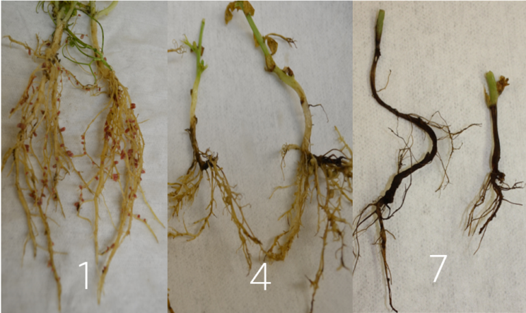 Aphanomyces Root Rot in Pulse Crops | Saskatchewan Pulse Growers