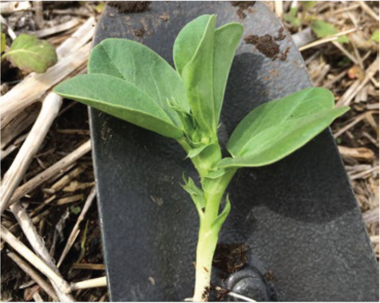 Faba Bean Growth Staging Guide | Saskatchewan Pulse Growers