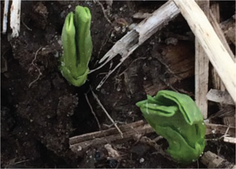 Faba Bean Growth Staging Guide | Saskatchewan Pulse Growers