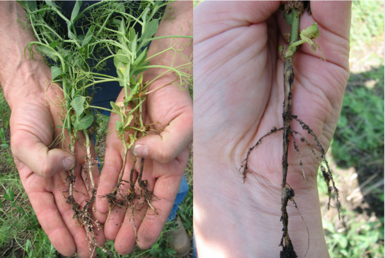 Aphanomyces Root Rot in Pulse Crops | Saskatchewan Pulse Growers