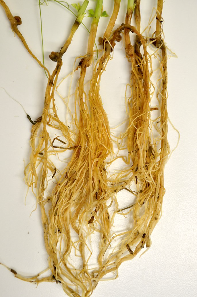 Aphanomyces Root Rot in Pulse Crops | Saskatchewan Pulse Growers