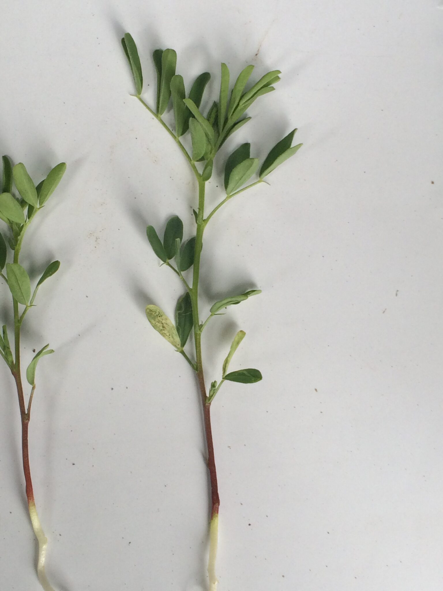 Lentil Growth Staging Guide | Saskatchewan Pulse Growers