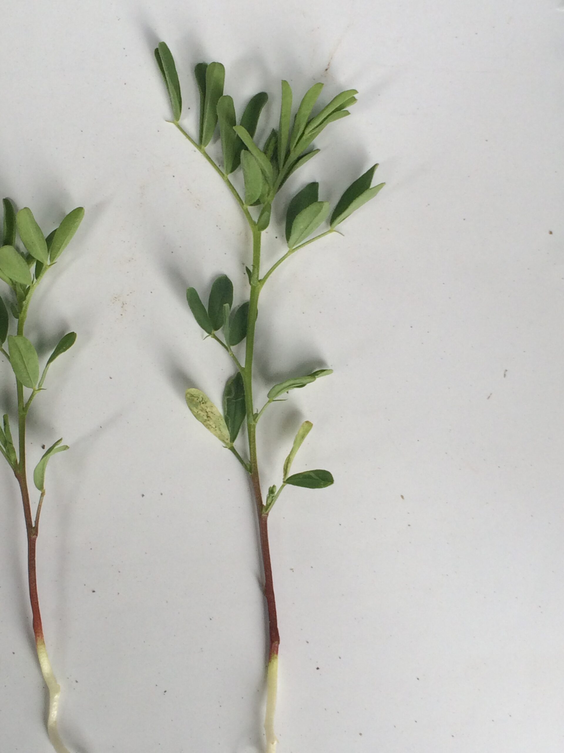Lentil Growth Staging Guide | Saskatchewan Pulse Growers