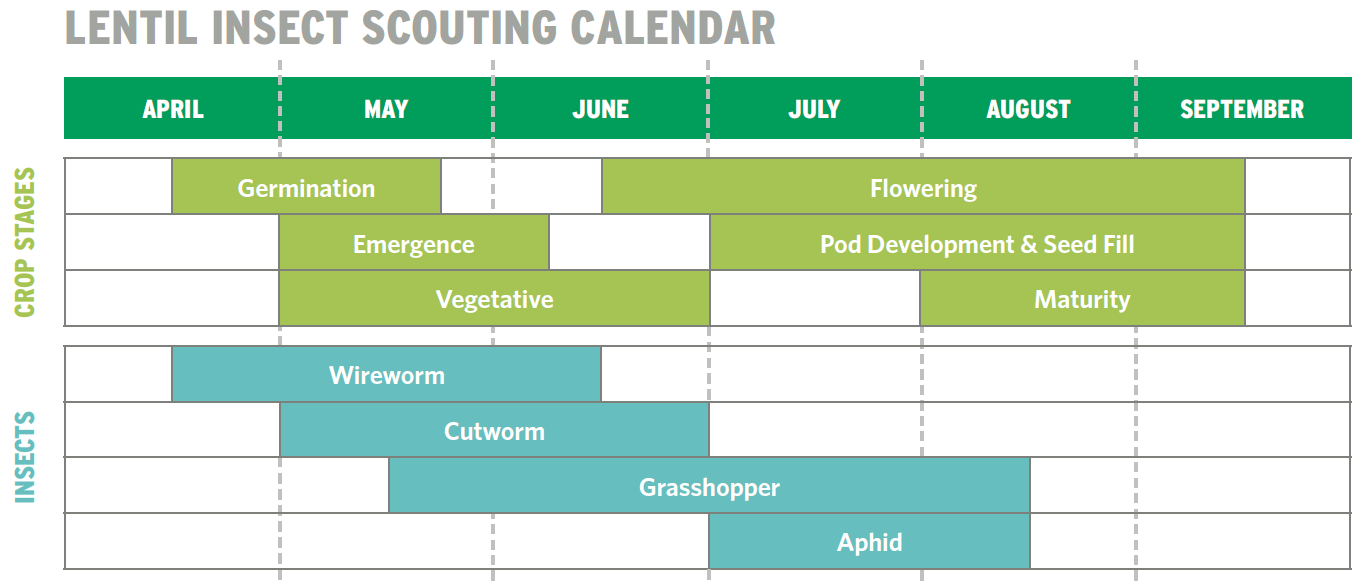 Lentil Disease & Insect Identification Guide | Saskatchewan Pulse Growers