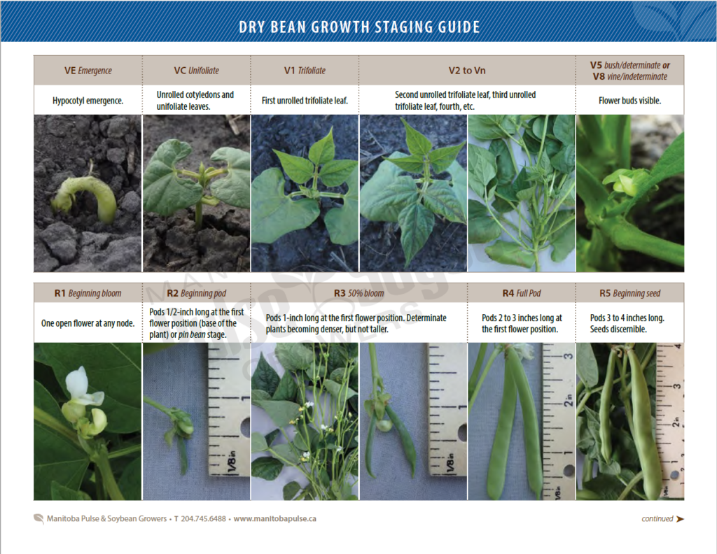 Staging Pulses for Herbicide Applications In-Crop | Saskatchewan Pulse ...