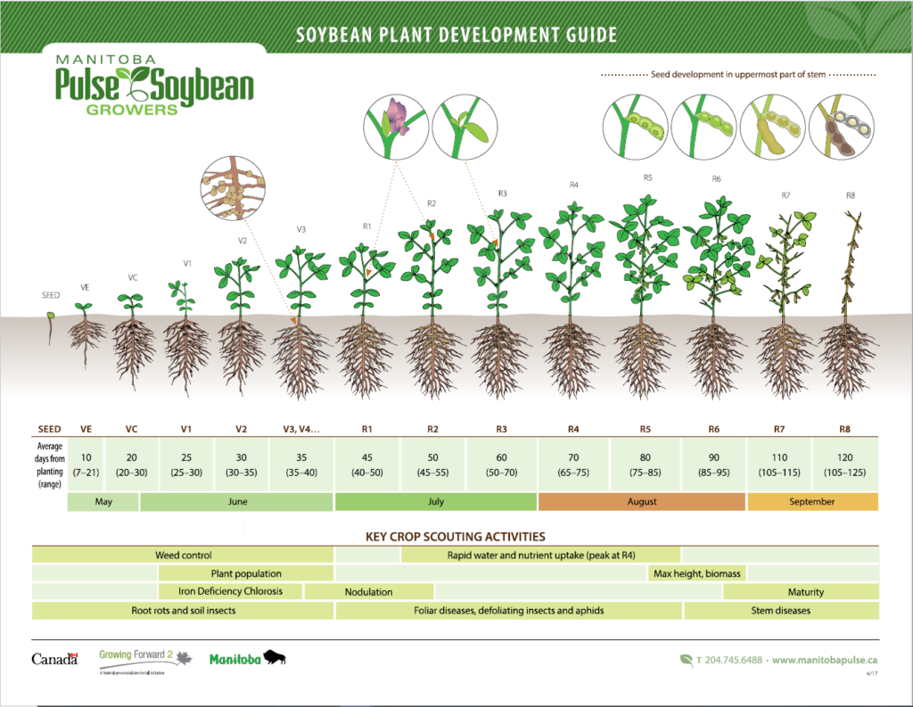 Soybeans Seeding | Saskatchewan Pulse Growers