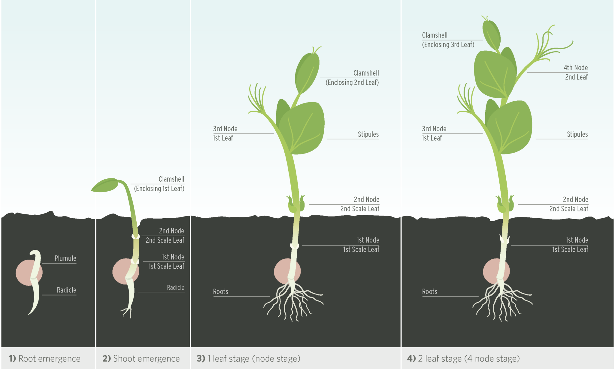 Pea Growth Staging Guide | Saskatchewan Pulse Growers