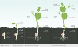 Pea Growth Staging Guide | Saskatchewan Pulse Growers