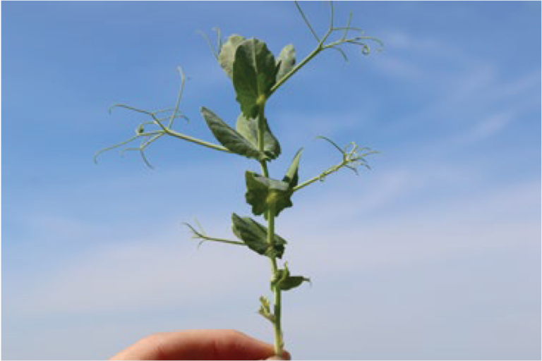 Pea Growth Staging Guide | Saskatchewan Pulse Growers