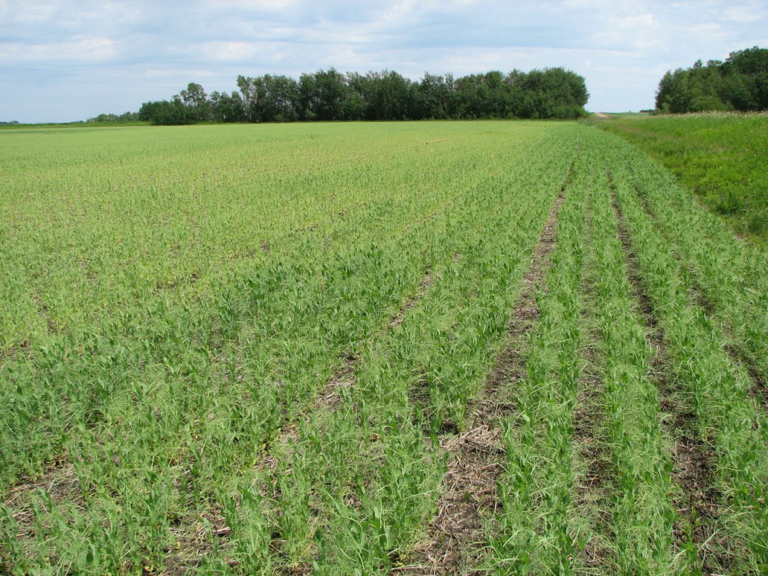 Aphanomyces Root Rot in Pulse Crops | Saskatchewan Pulse Growers