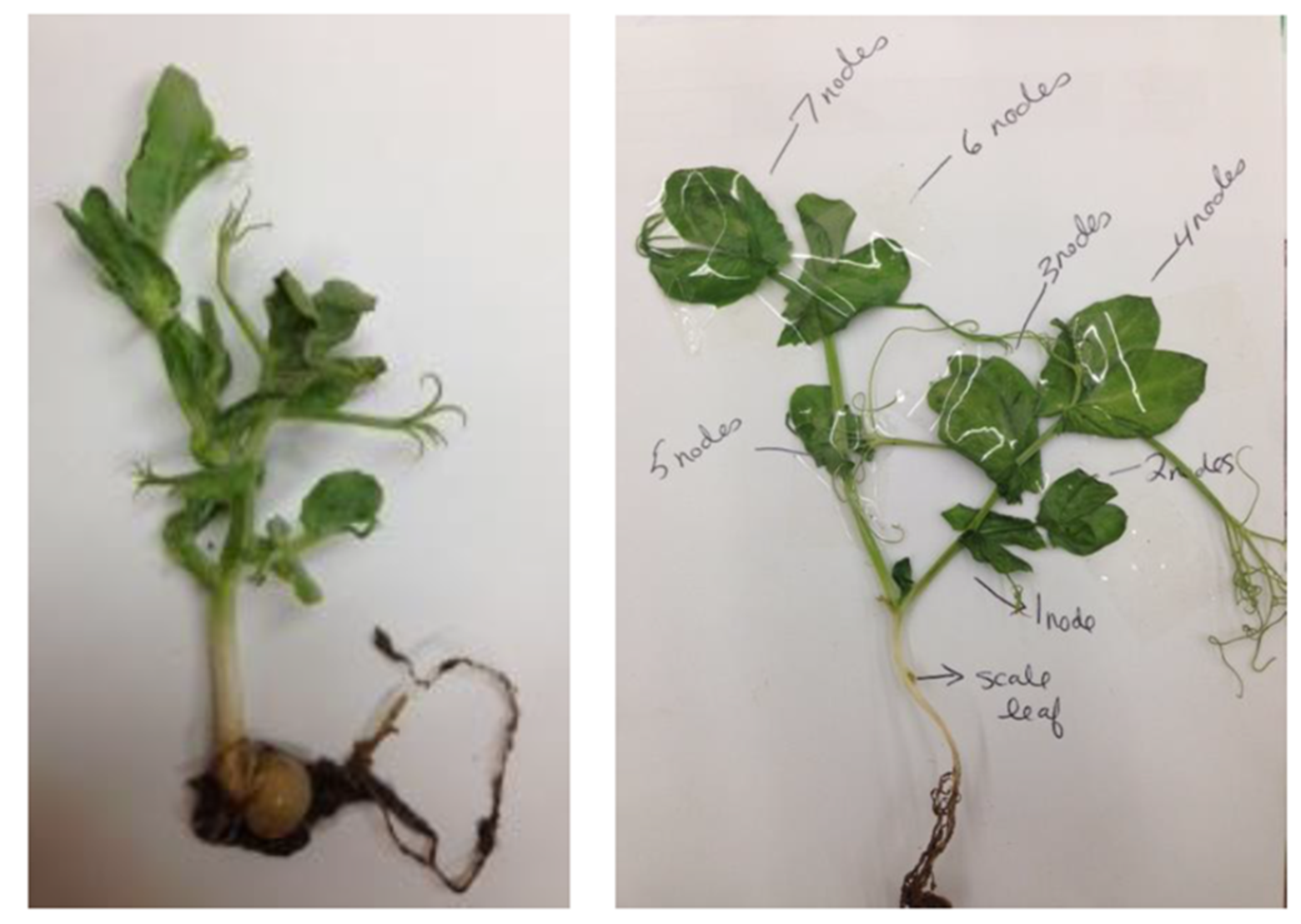 Environmental Conditions and Effective Herbicide Application ...