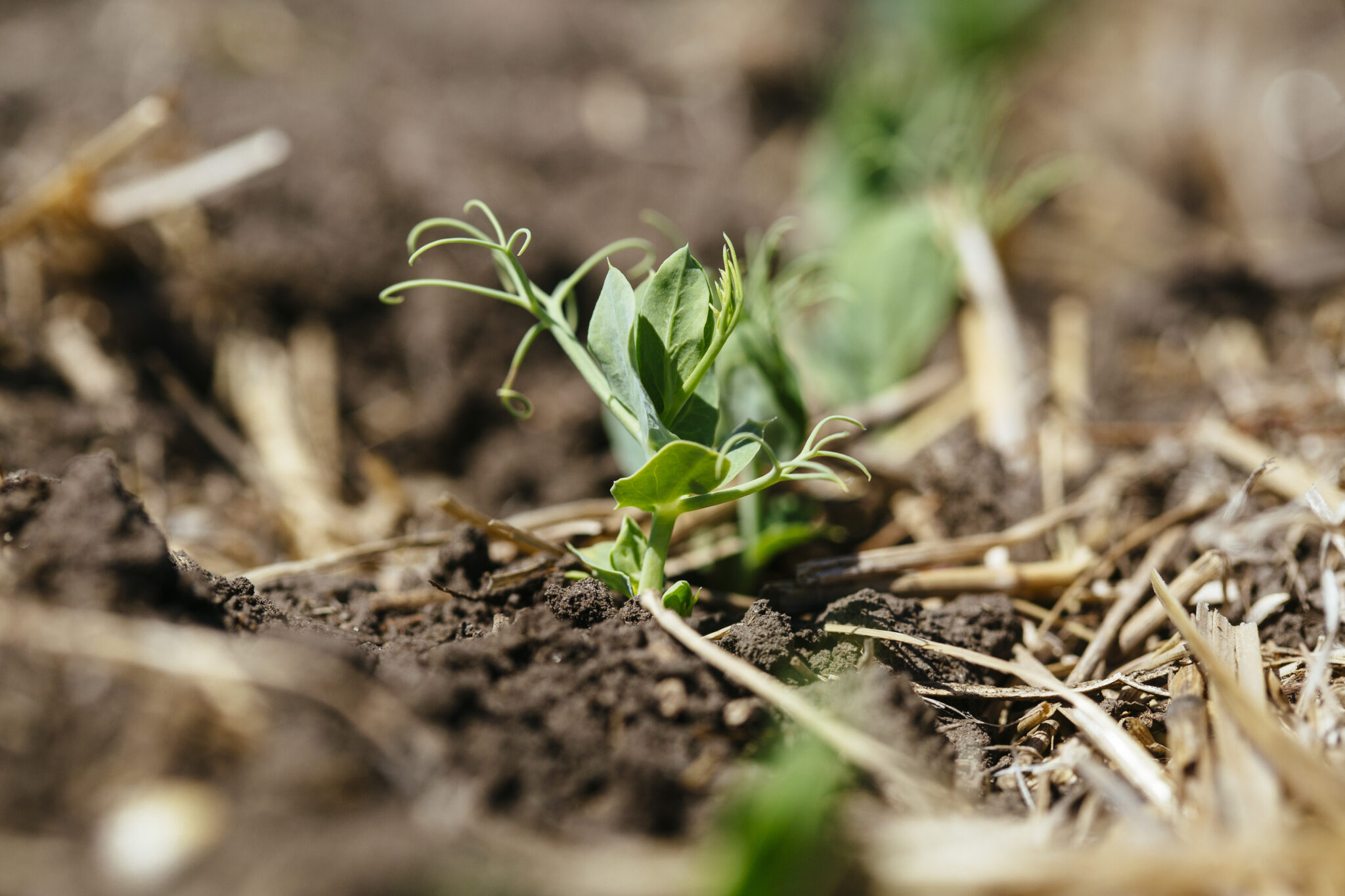 Pea Growth Staging Guide | Saskatchewan Pulse Growers