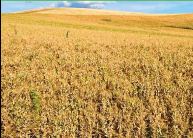 Harvest Aid Options for Pulses | Saskatchewan Pulse Growers
