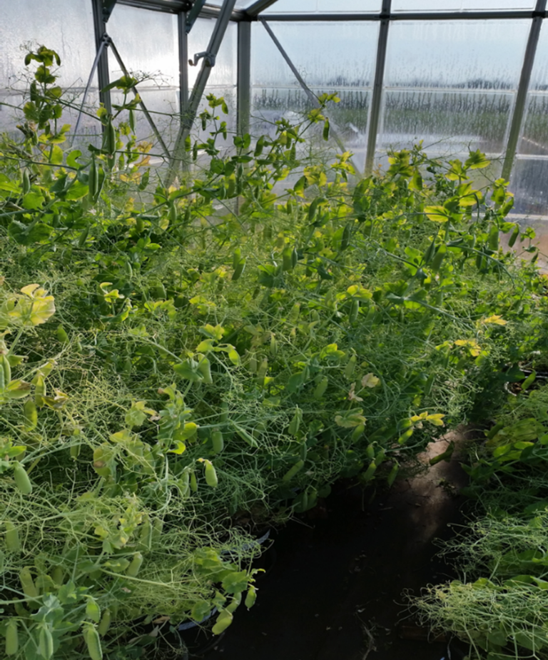 Micronutrients in Pulse and Soybean Production | Saskatchewan Pulse Growers