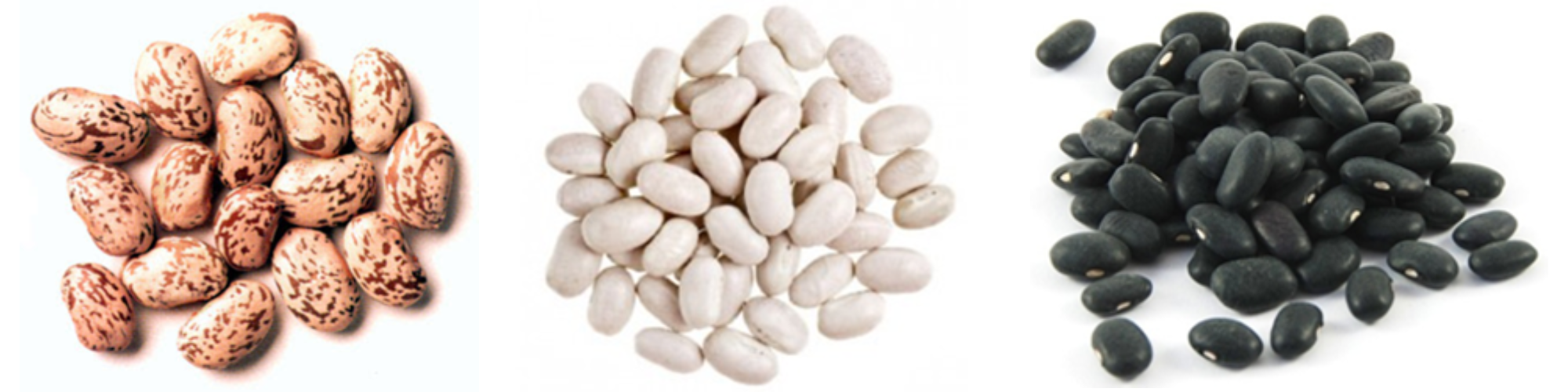 Narrow-Row Dry Bean Production | Saskatchewan Pulse Growers