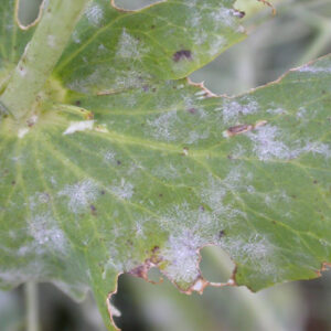 Pea Disease & Insect Identification Guide | Saskatchewan Pulse Growers