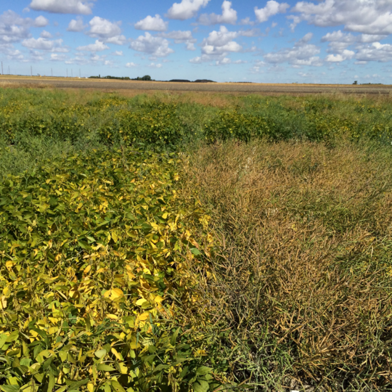 Control of Volunteer Canola in Roundup Ready® Soybeans | Saskatchewan ...