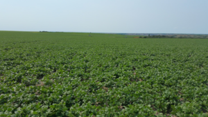 Narrow-Row Dry Bean Production | Saskatchewan Pulse Growers
