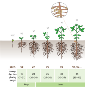 Tips for Rolling your Pulse and Soybean Crops | Saskatchewan Pulse Growers