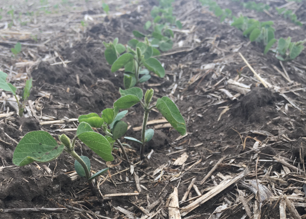 Tips for Rolling your Pulse and Soybean Crops | Saskatchewan Pulse Growers
