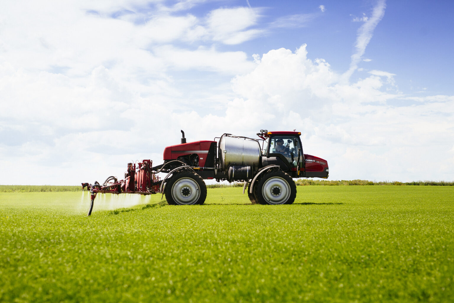 Weeds to Watch: Stinkweed | Saskatchewan Pulse Growers