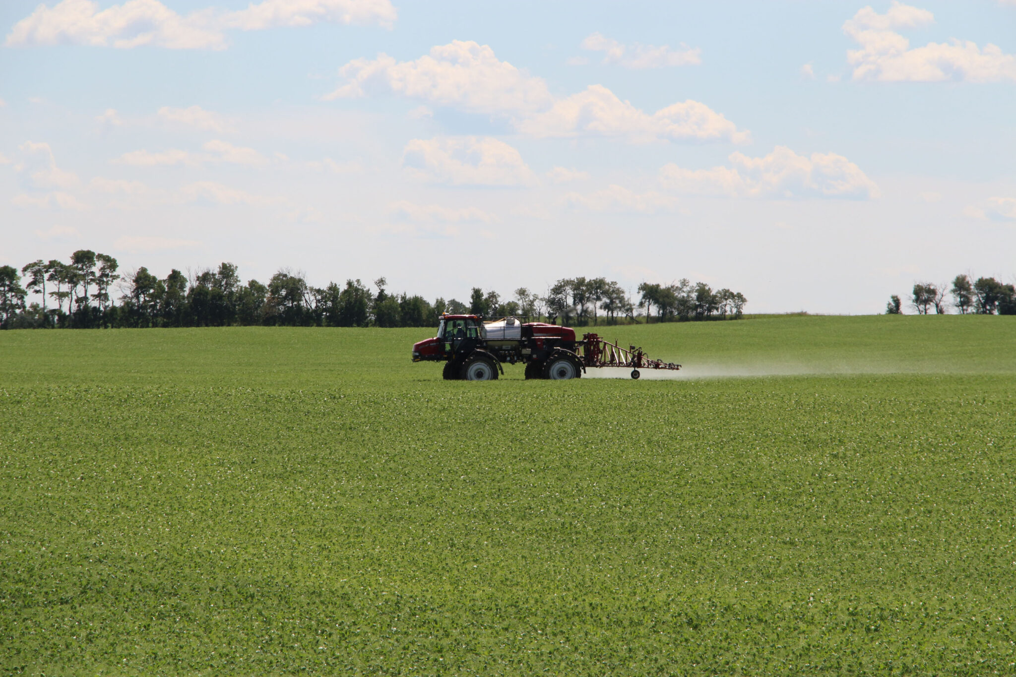 Aphanomyces Root Rot in Pulse Crops | Saskatchewan Pulse Growers