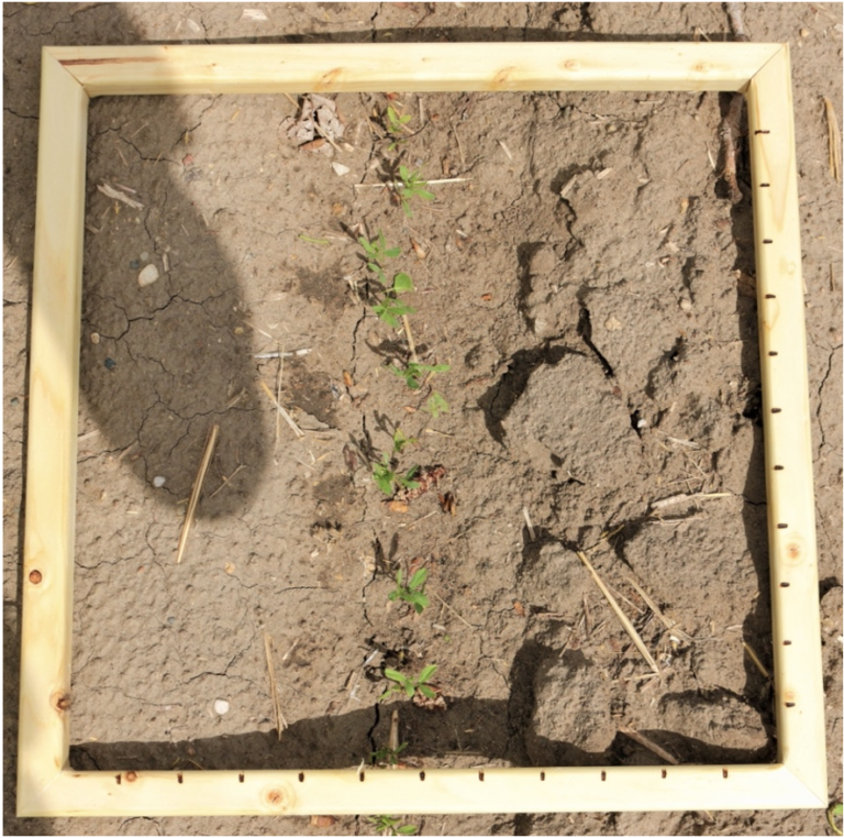 Target Plant Densities for Various Pulse Crops | Saskatchewan Pulse Growers