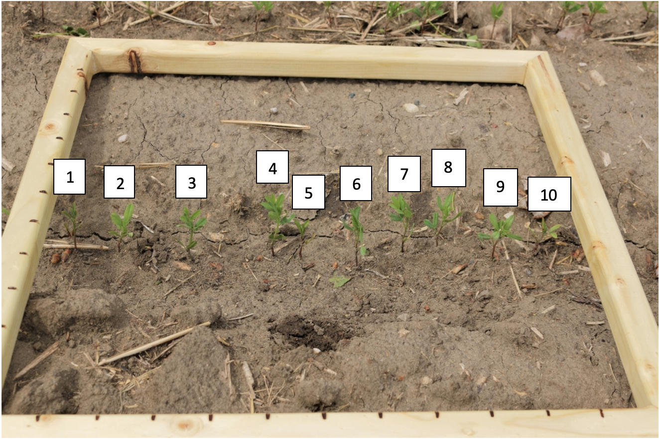 Target Plant Densities for Various Pulse Crops | Saskatchewan Pulse Growers