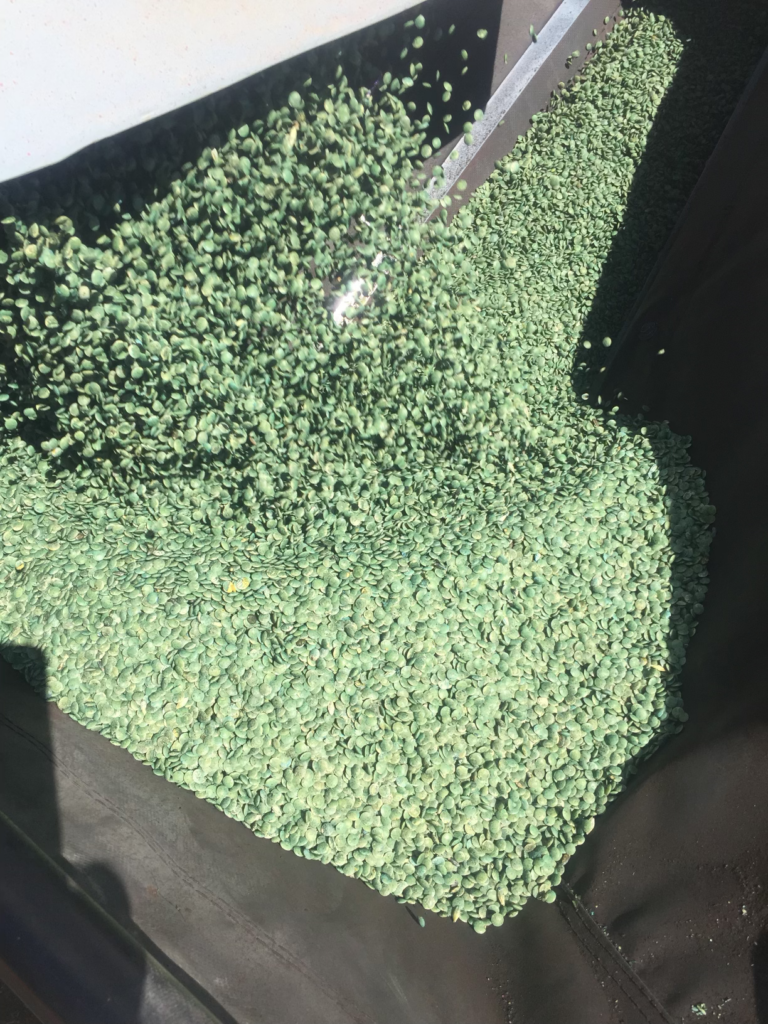 Lentil Seed Treatment Options | Saskatchewan Pulse Growers