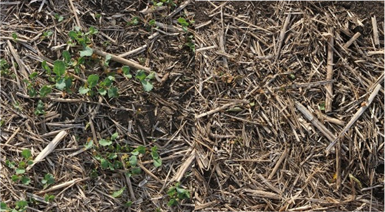 Control of Volunteer Canola in Roundup Ready® Soybeans | Saskatchewan ...