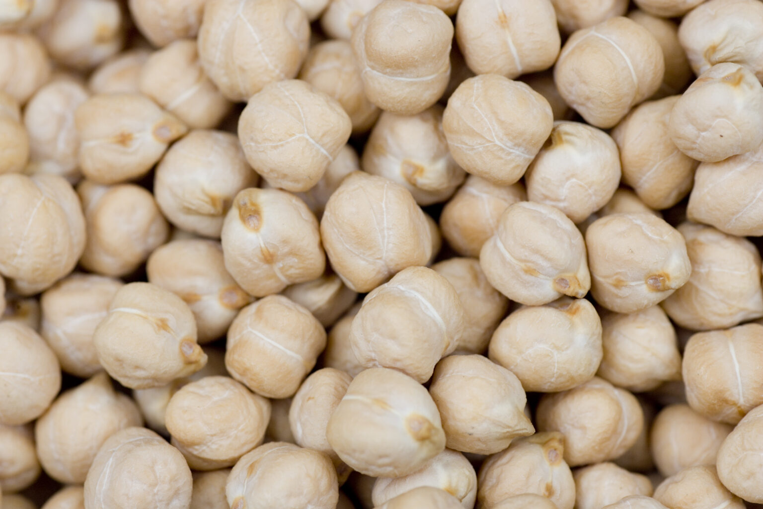 Chickpea Growth Staging Guide | Saskatchewan Pulse Growers