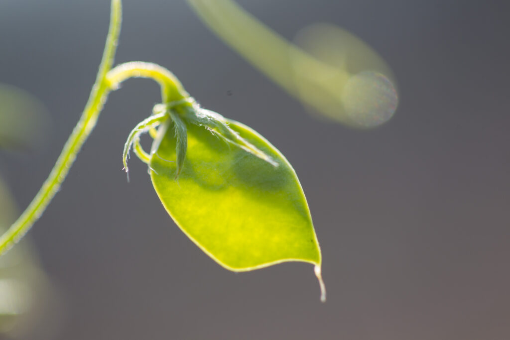Post-Harvest and Long-Term Storage of Pulses | Saskatchewan Pulse Growers