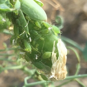 Pea Disease & Insect Identification Guide | Saskatchewan Pulse Growers