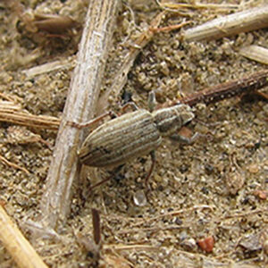 Pea Disease & Insect Identification Guide | Saskatchewan Pulse Growers