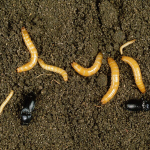 Lentil Disease & Insect Identification Guide | Saskatchewan Pulse Growers