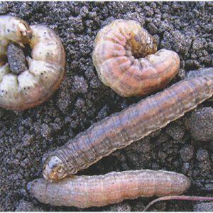 Pea Disease & Insect Identification Guide | Saskatchewan Pulse Growers