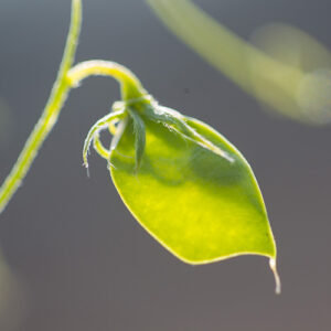 Lentil Reproductive & Maturity Staging Guide | Saskatchewan Pulse Growers